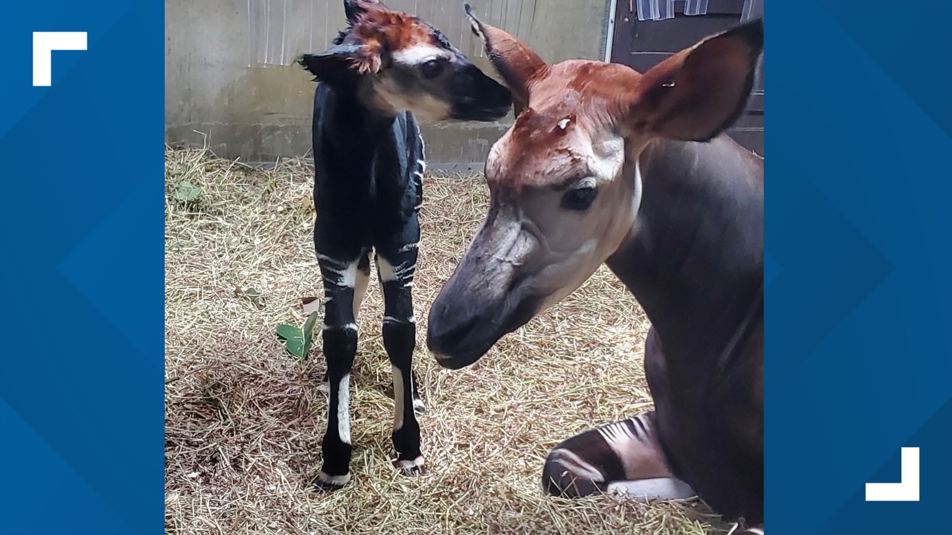 Cincinnati Zoo welcomes new baby okapi | wthr.com