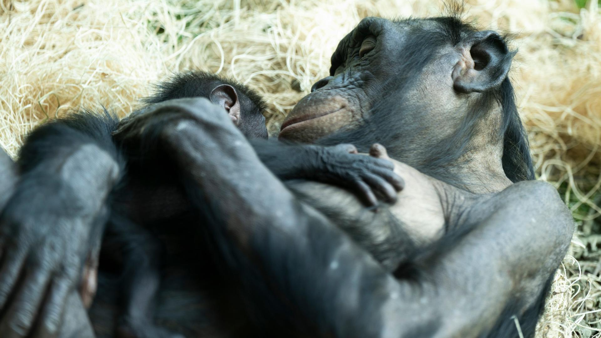 Ohio State President Ted Carter delivers 2nd State of the University ...