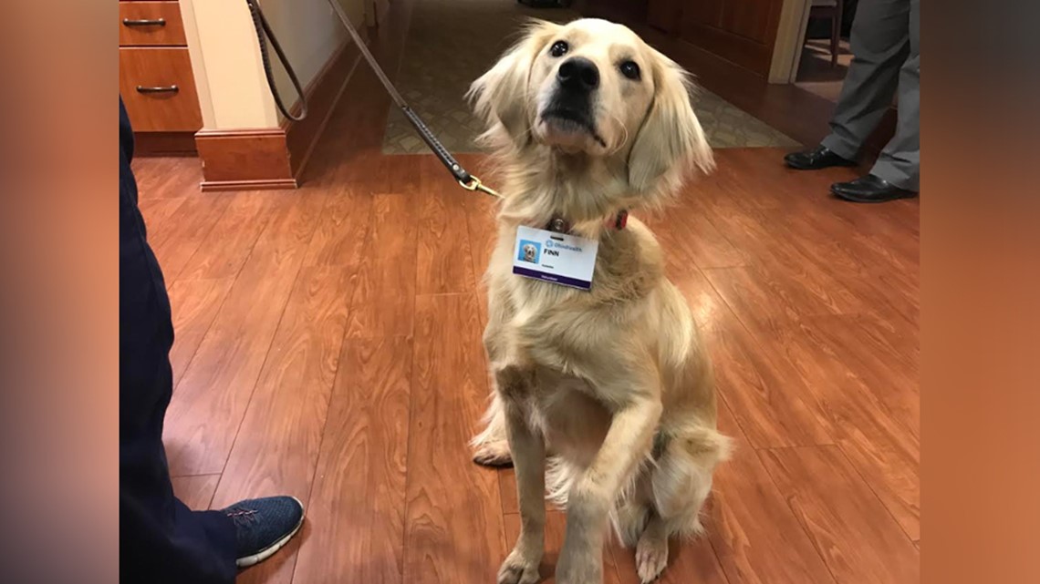 Therapy dog helping patients and loved ones at OhioHealth's inpatient ...