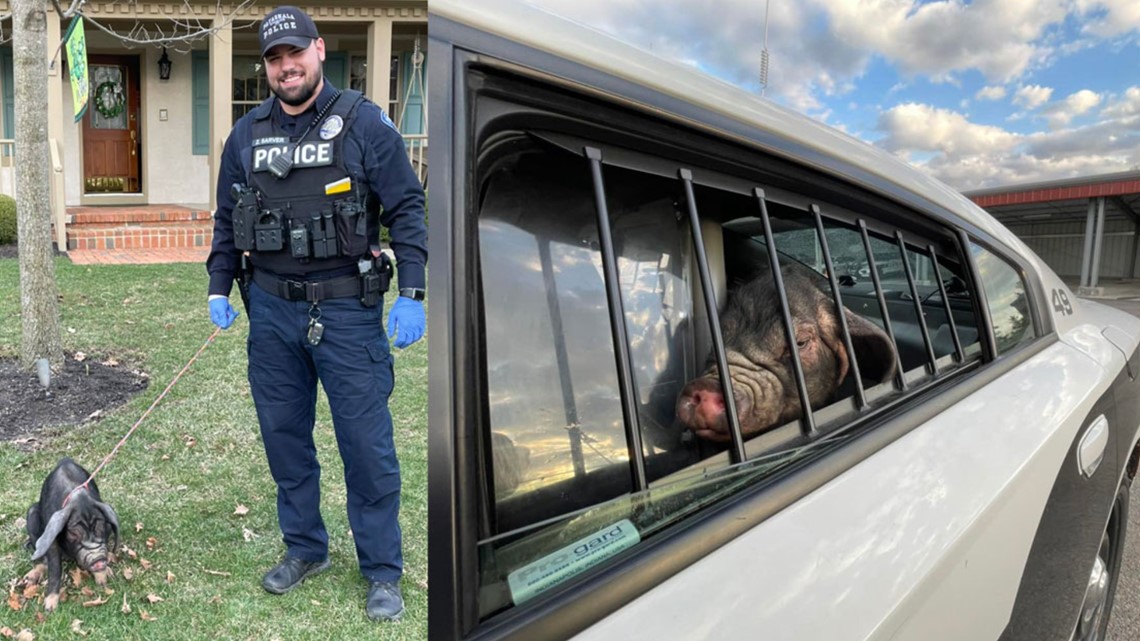 Pataskala Police Department finds owner of lost pig | 10tv.com