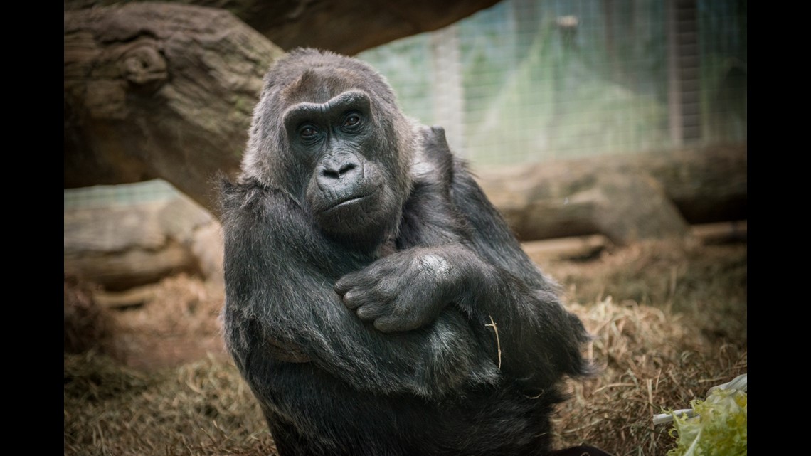 Columbus Zoo announces medical procedure for Colo, world's oldest ...