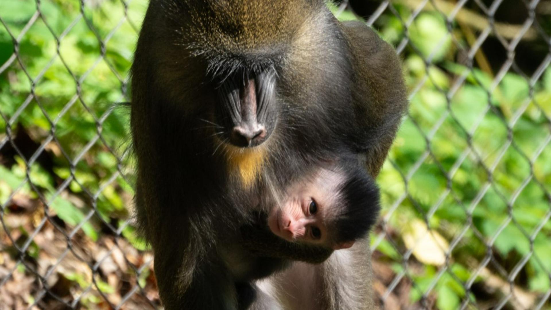 Columbus Zoo announces new mandrill baby | 10tv.com