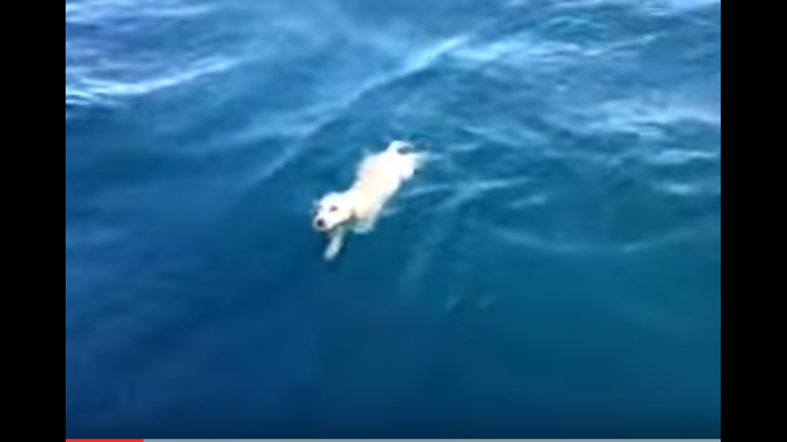 WATCH: Italian Boaters Rescue Puppy Stranded At Sea | 10tv.com