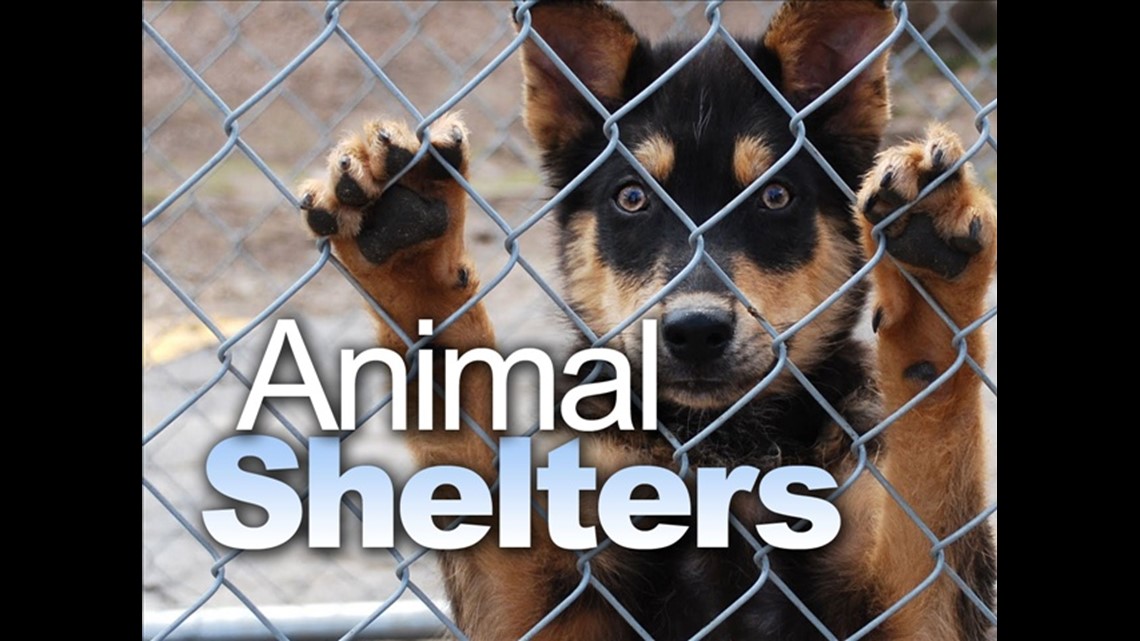 Heath Animal Shelter Reopens After Parvo Deaths | 10tv.com