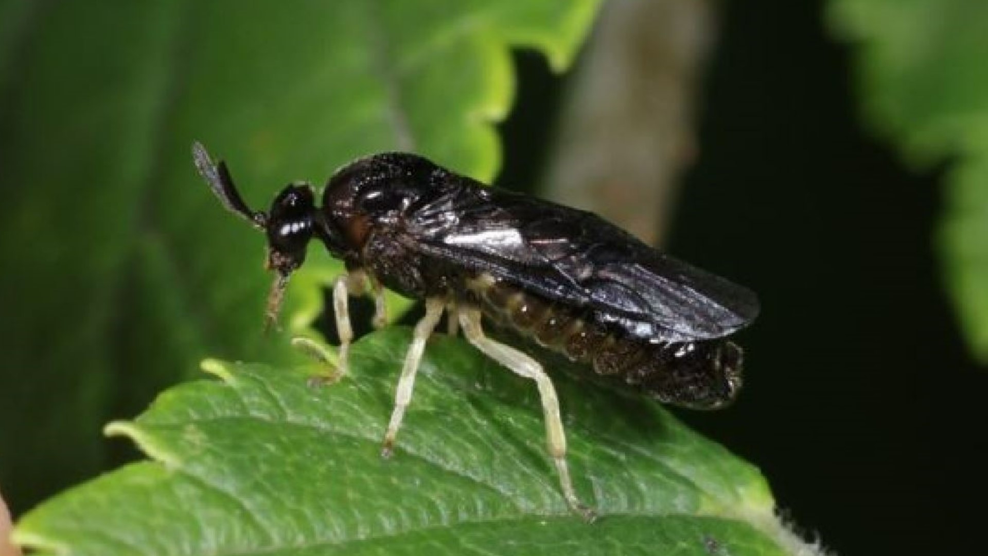 Invasive tree pests found in Franklin, Delaware counties | 10tv.com