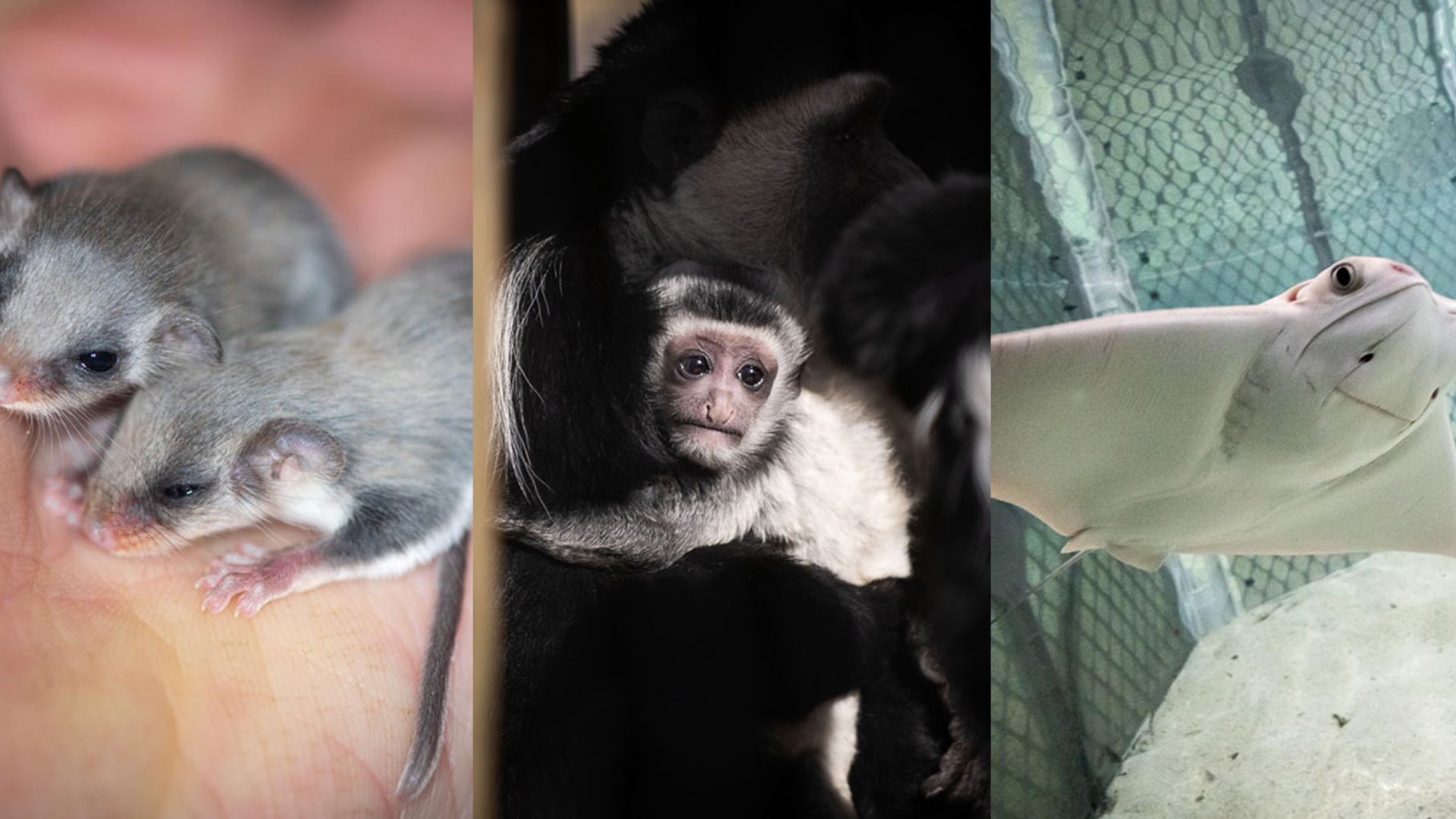 Columbus Zoo announces new animals born this year | 10tv.com