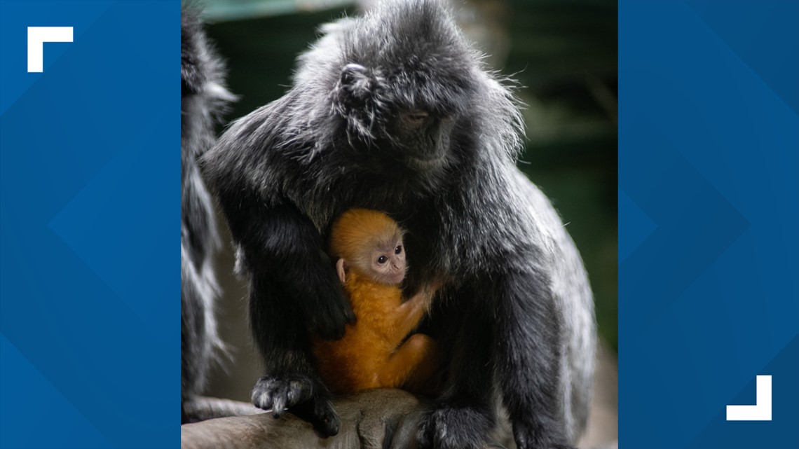 Columbus Zoo and Aquarium announces birth of baby langur | 10tv.com