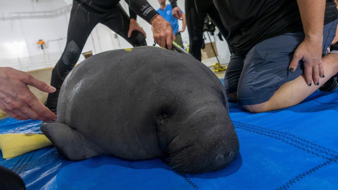3 manatees arrive at Columbus Zoo | 10tv.com