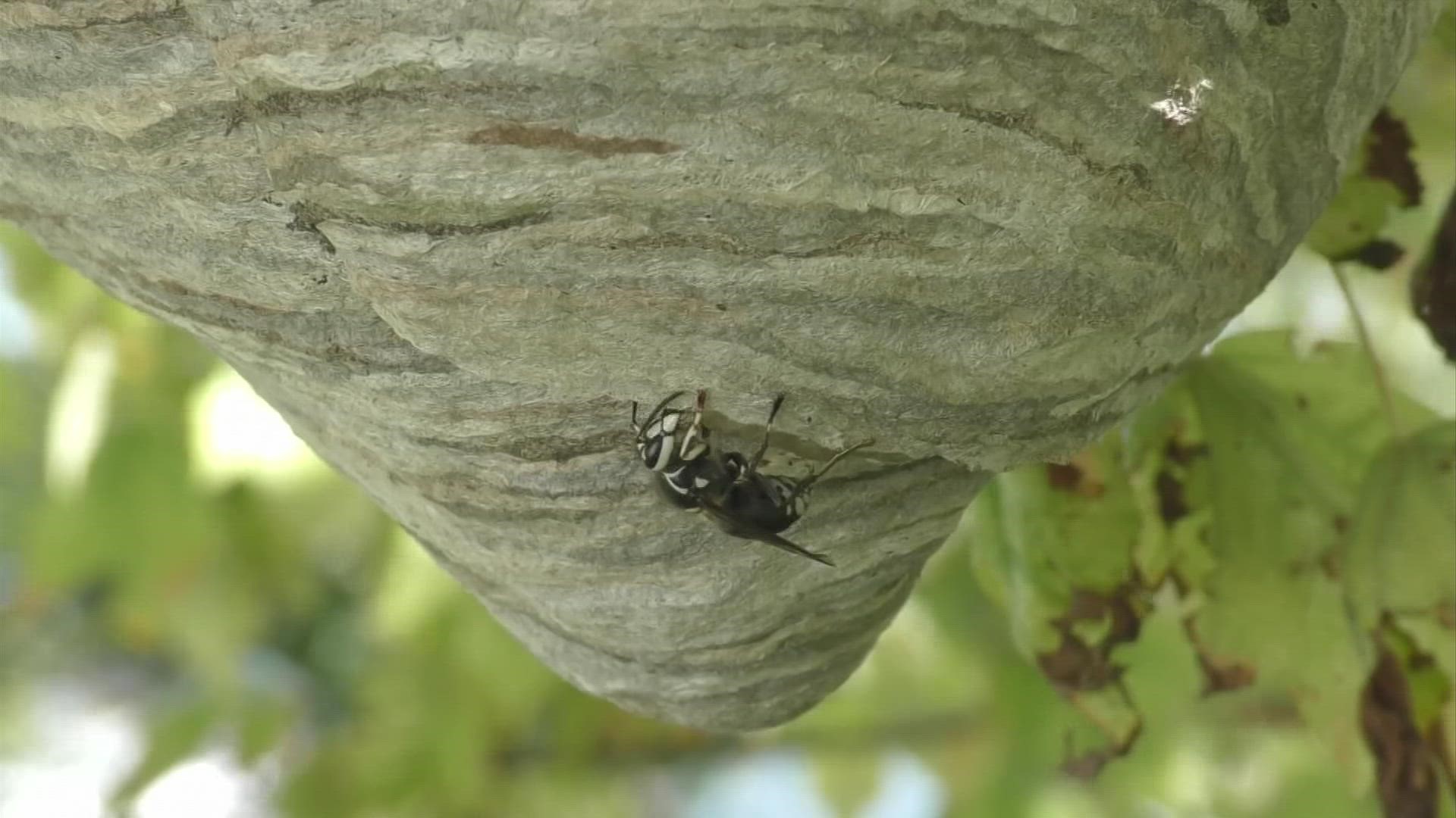 Central Ohio seeing more bald-faced hornets than normal | 10tv.com