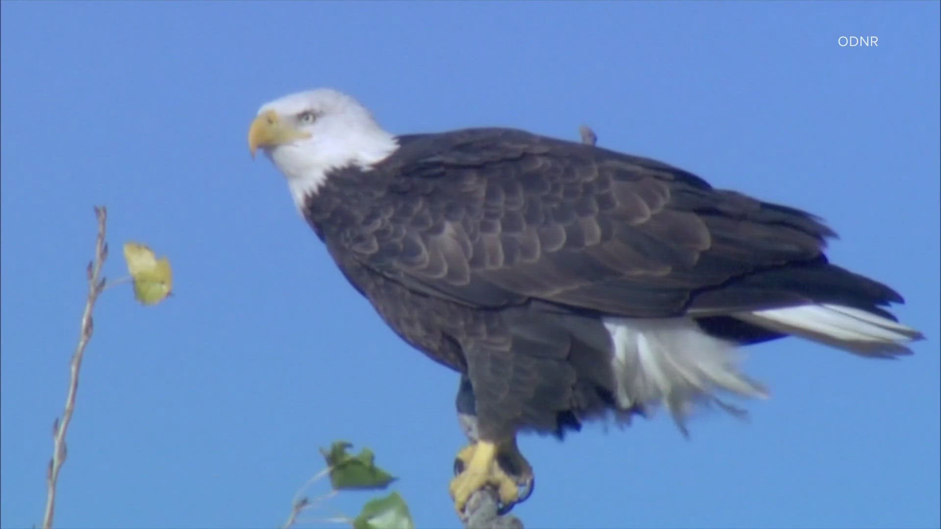 ODNR reports 'dramatic' recovery for bald eagle population following ...