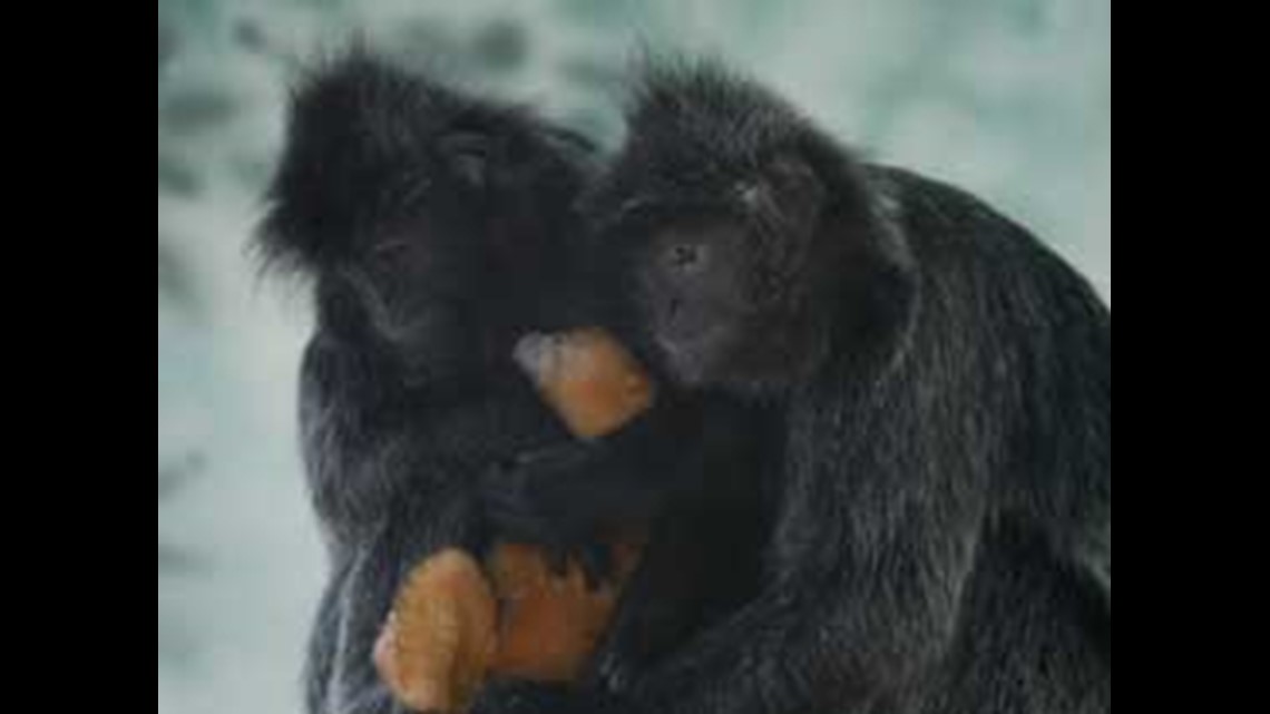 Zoo Welcomes Baby Langur | 10tv.com