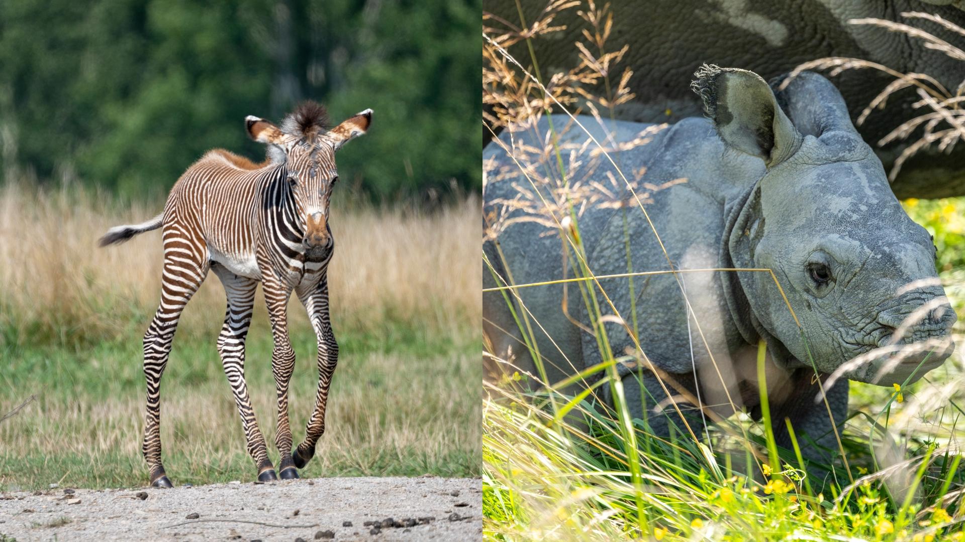 The Wilds celebrate births of baby rhino, zebra | 10tv.com