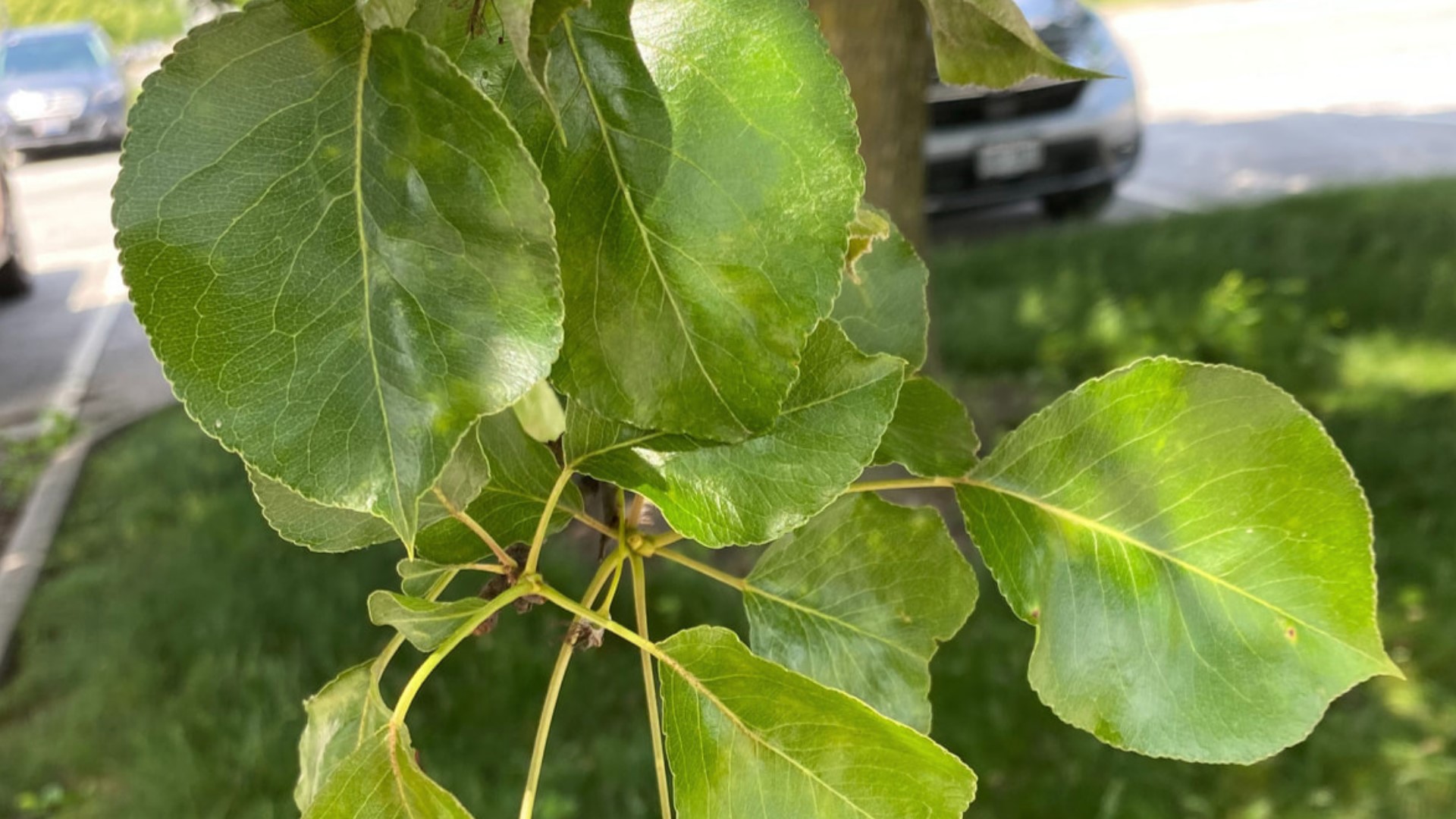 Ohio prohibits planting, selling of invasive Callery pear | 10tv.com