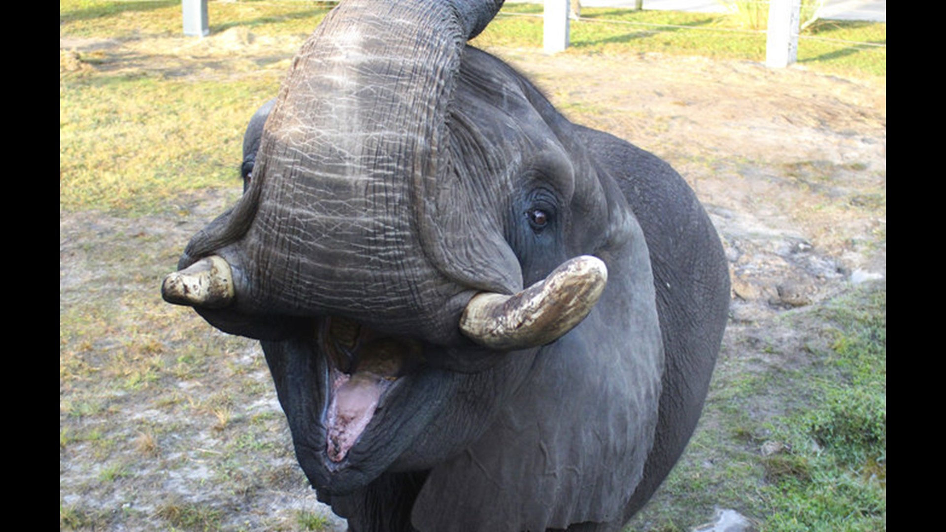 Michael Jackson's elephant escapes enclosure at Florida zoo | 10tv.com