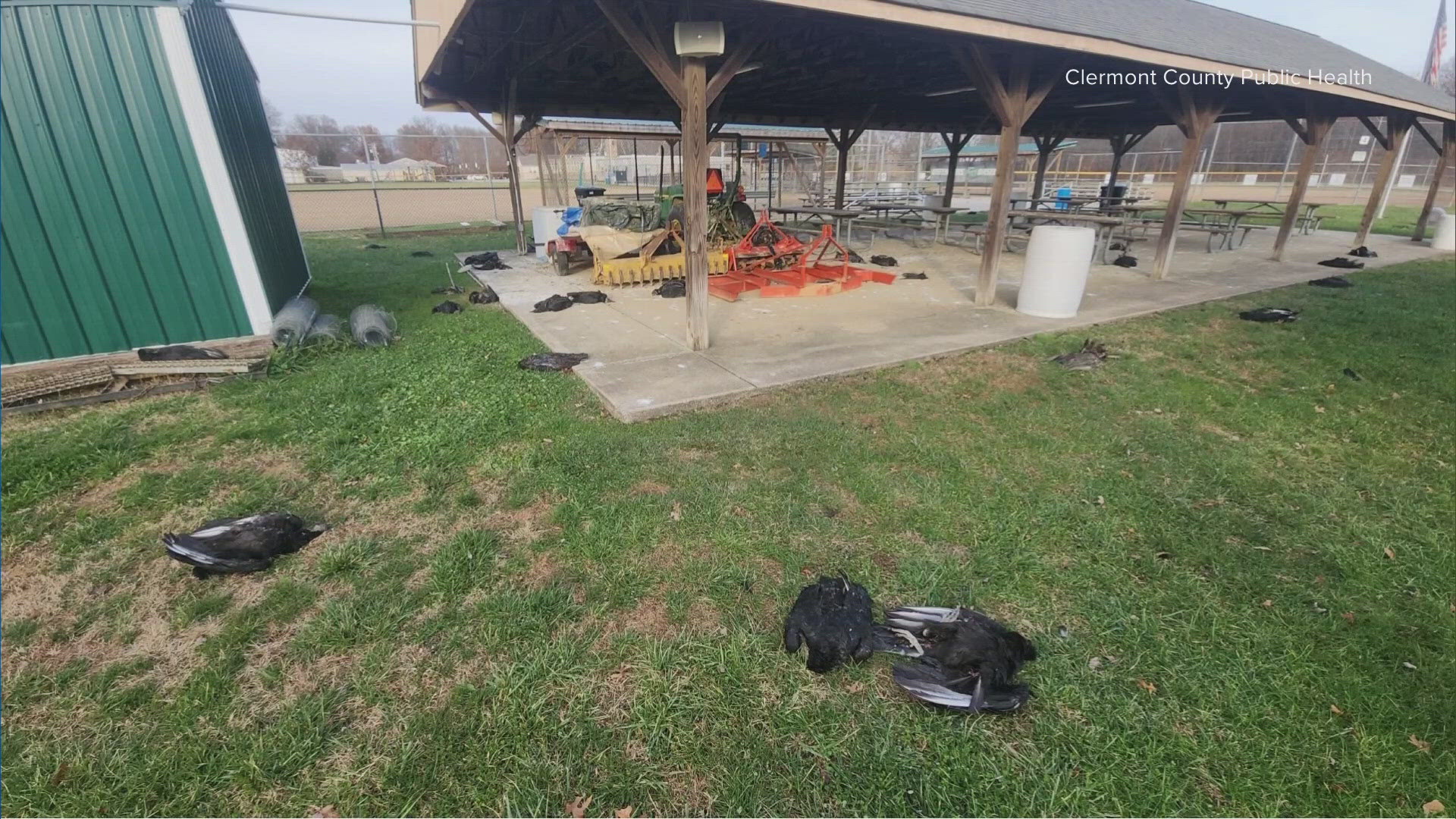 Reports of bird flu in Ohio | 10tv.com