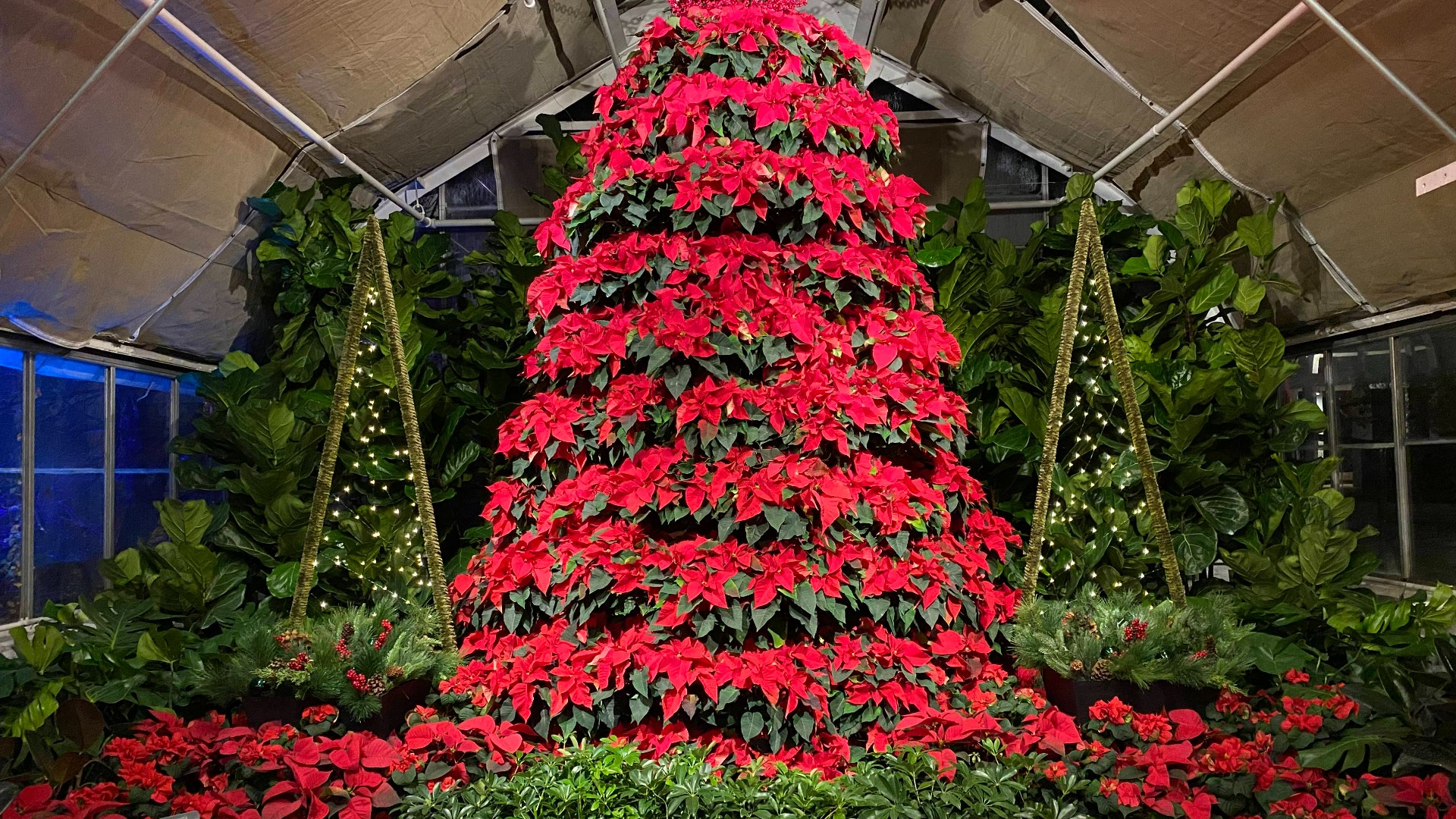 Conservatory Aglow and Holiday Blooms now open | 10tv.com