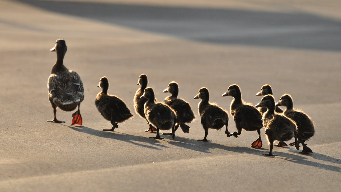 Man hit by car while helping family of ducks | 10tv.com