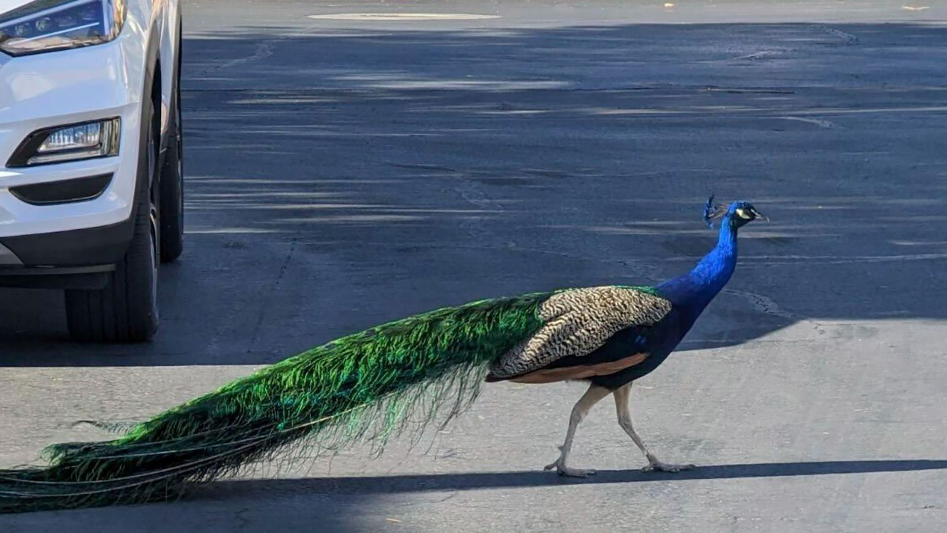 Las Vegas peacock killed by bow and arrow | 10tv.com