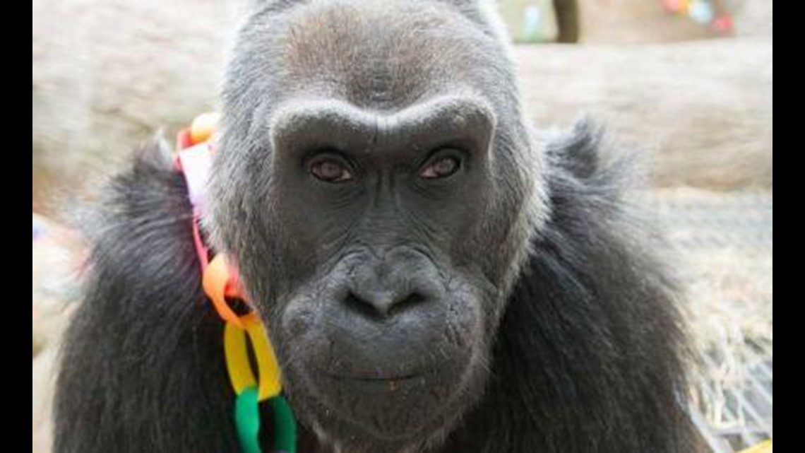 Colo, 1st Gorilla Born In Zoo, Celebrating 57th Birthday This Weekend ...