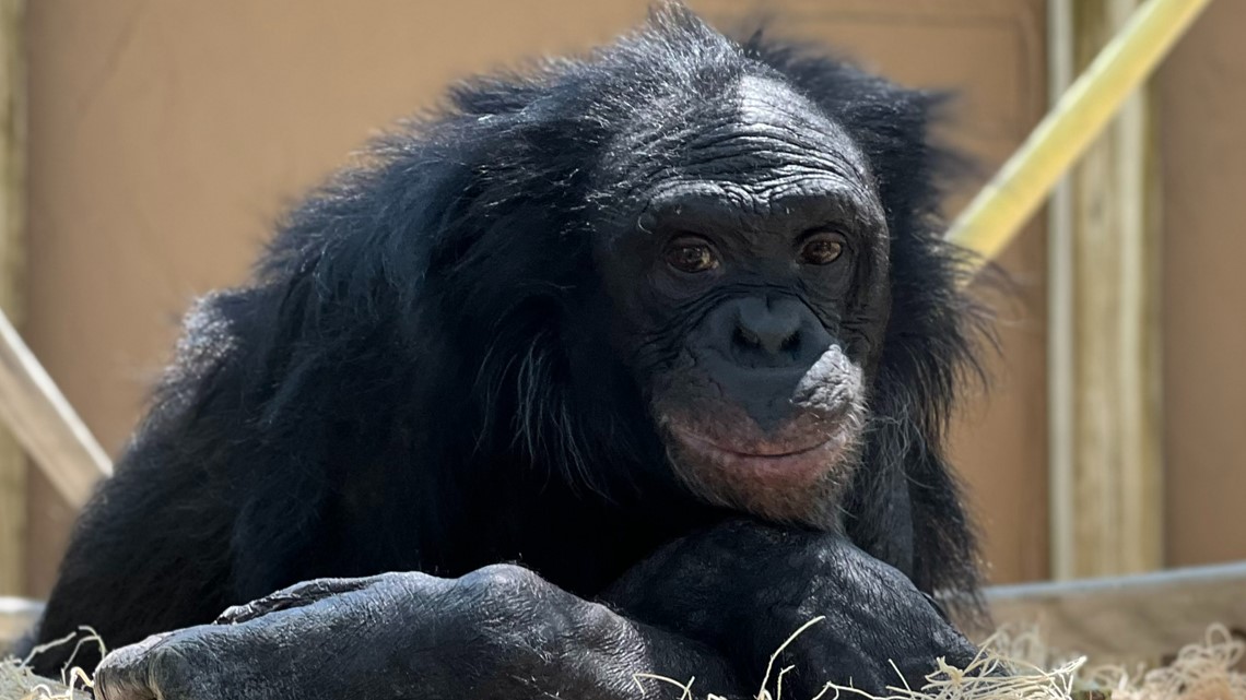 Maiko the bonobo dies at Columbus Zoo | 10tv.com