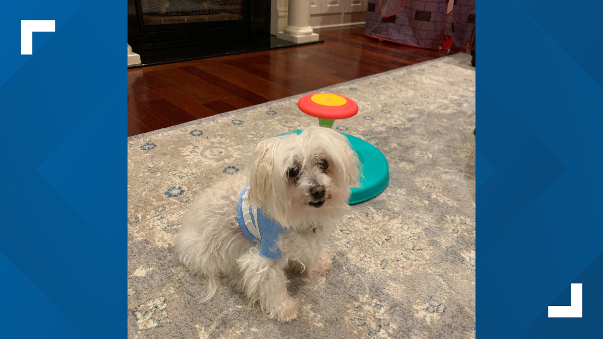 Warning for pet owners as hawk nesting season approaches | 10tv.com