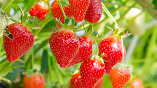Where to go berry picking near Columbus this summer | 10tv.com