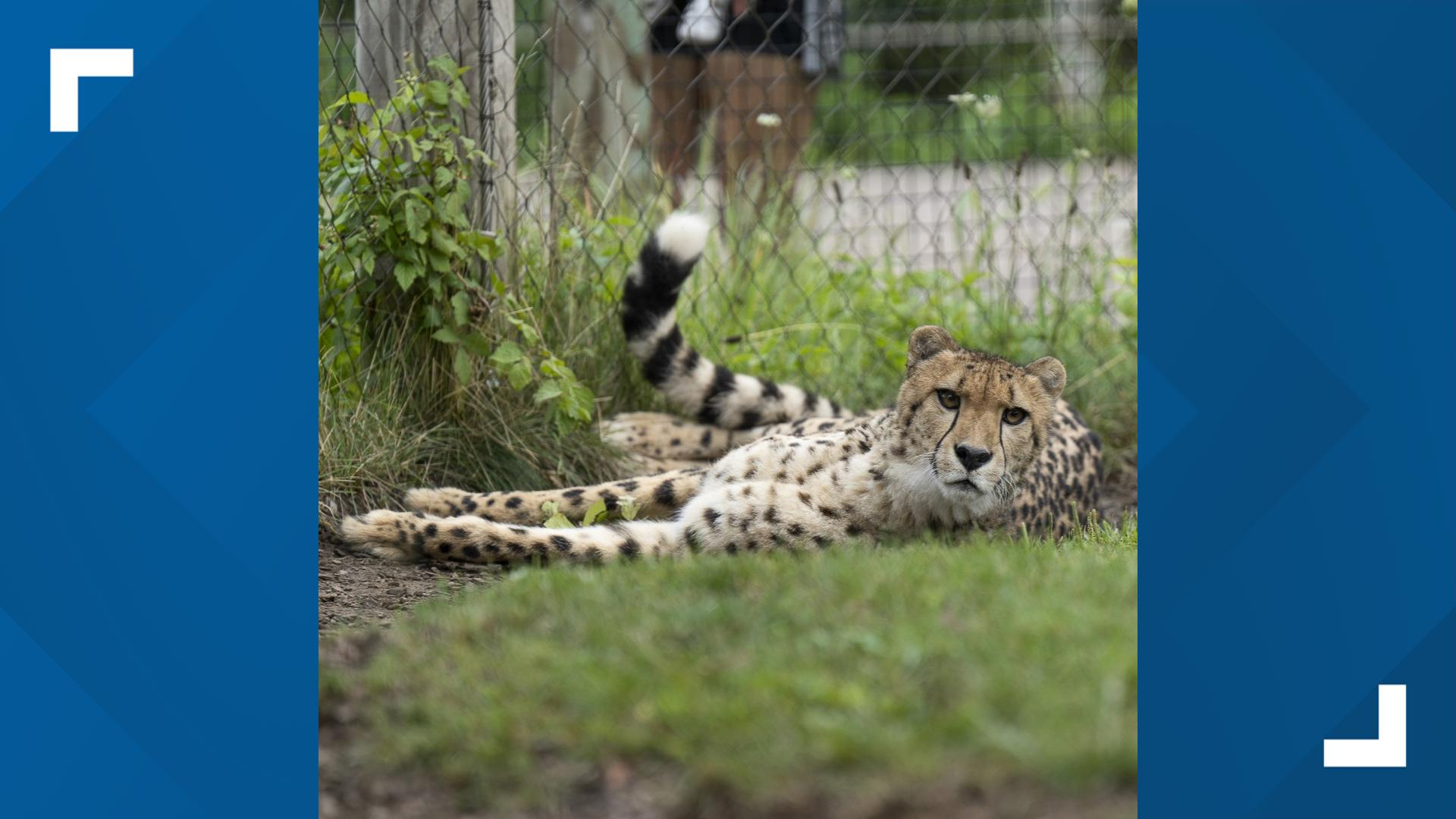 Columbus Zoo mourns loss of cheetah | 10tv.com