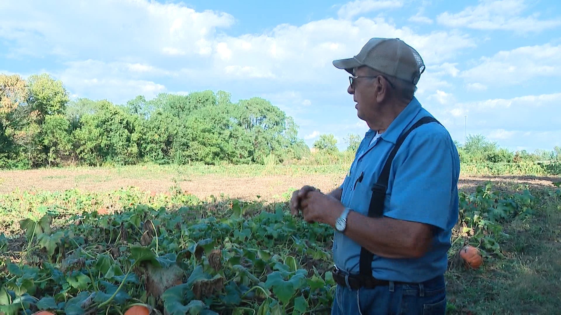 300 pumpkins stolen from pumpkin patch in Pickerington, owner says ...
