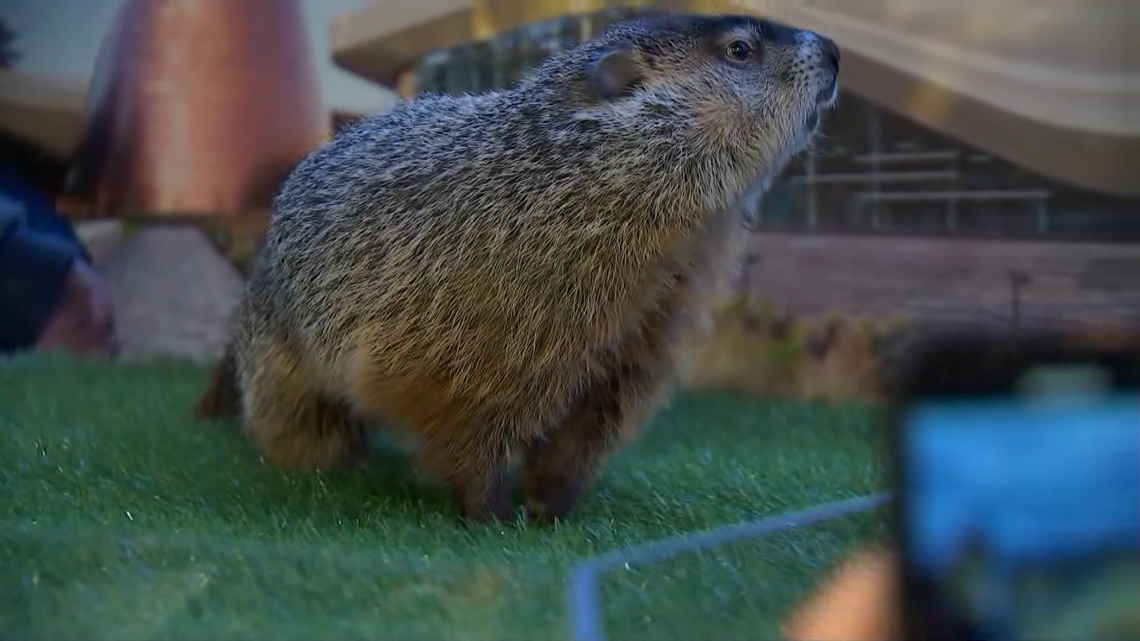 Groundhog Day in Ohio | 10tv.com