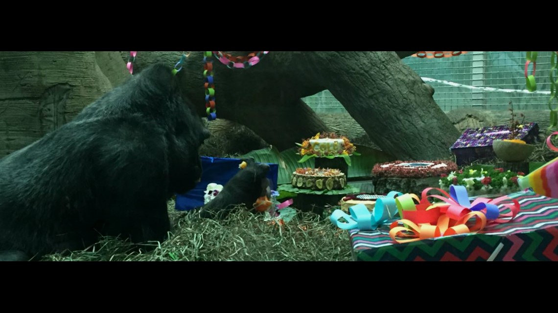 How Colo became the first gorilla born in human care at the Columbus ...