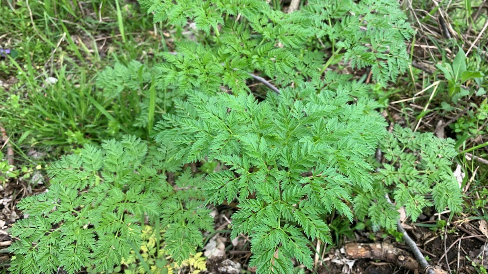 Poison hemlock spreading throughout central Ohio | 10tv.com