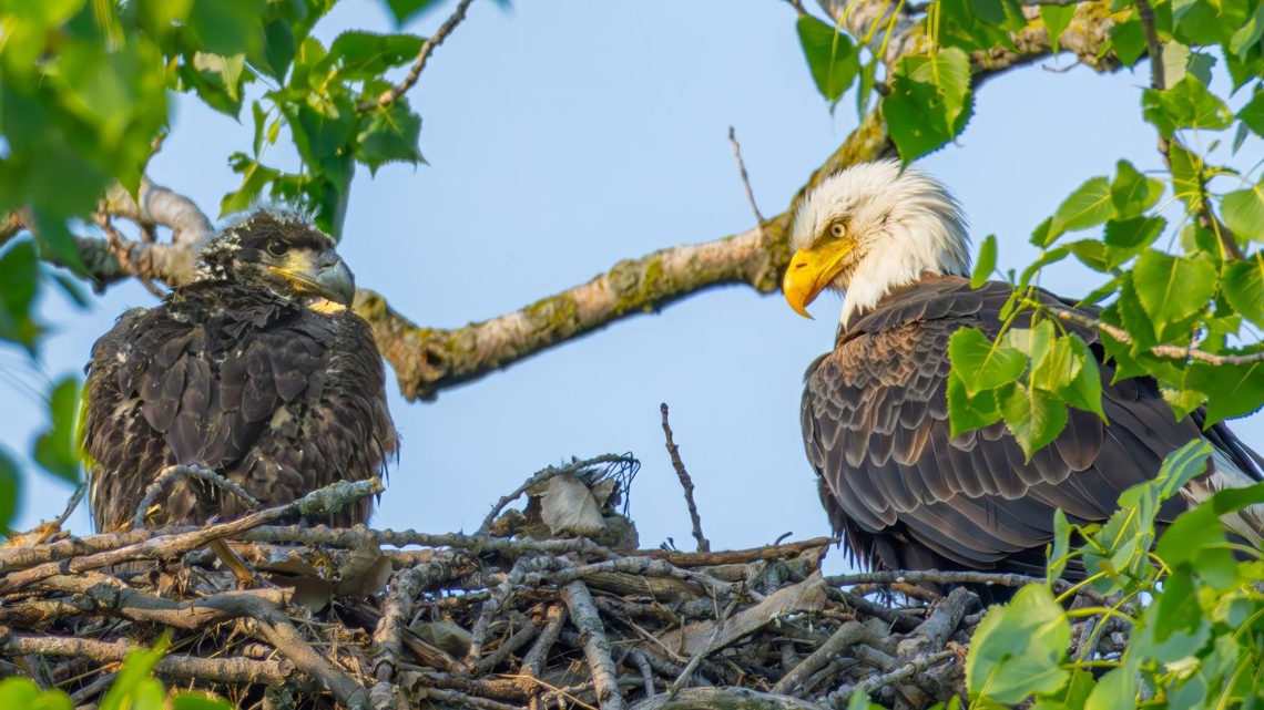 Eaglet in Grandview Heights rescued, recovering after fall from nest ...