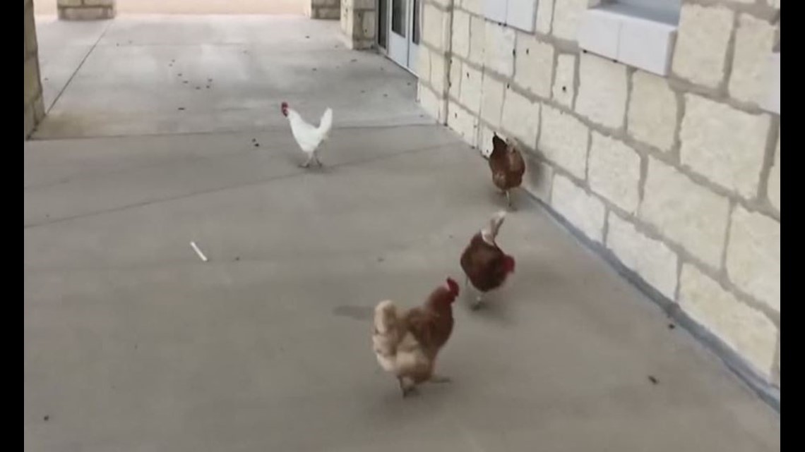 Who needs pesticide? Texas school fighting crickets with hungry ...