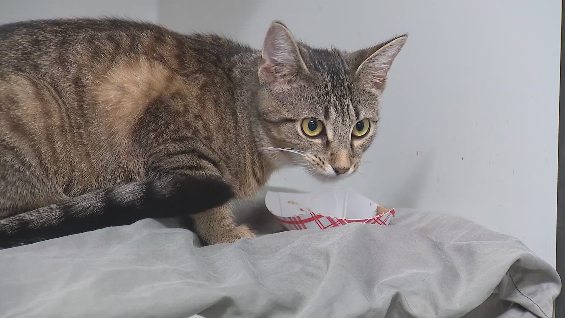 Columbus Humane assists abandoned animals with shelter, medical care ...