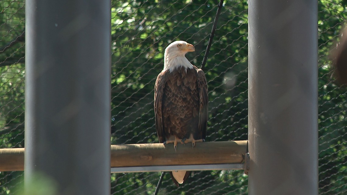 Columbus Zoo opens North America Trek exhibit | 10tv.com