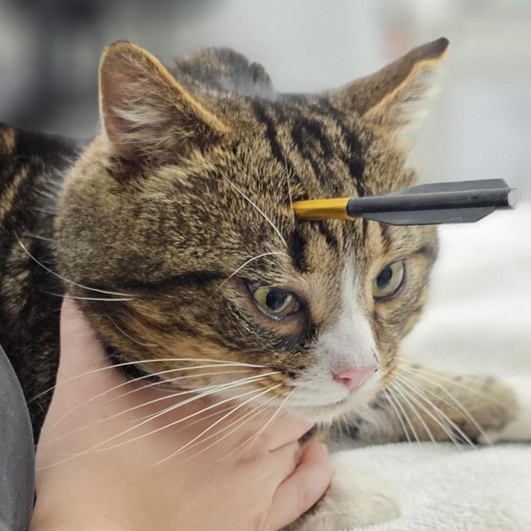 London police seeking public’s help after cat struck by arrow | 10tv.com