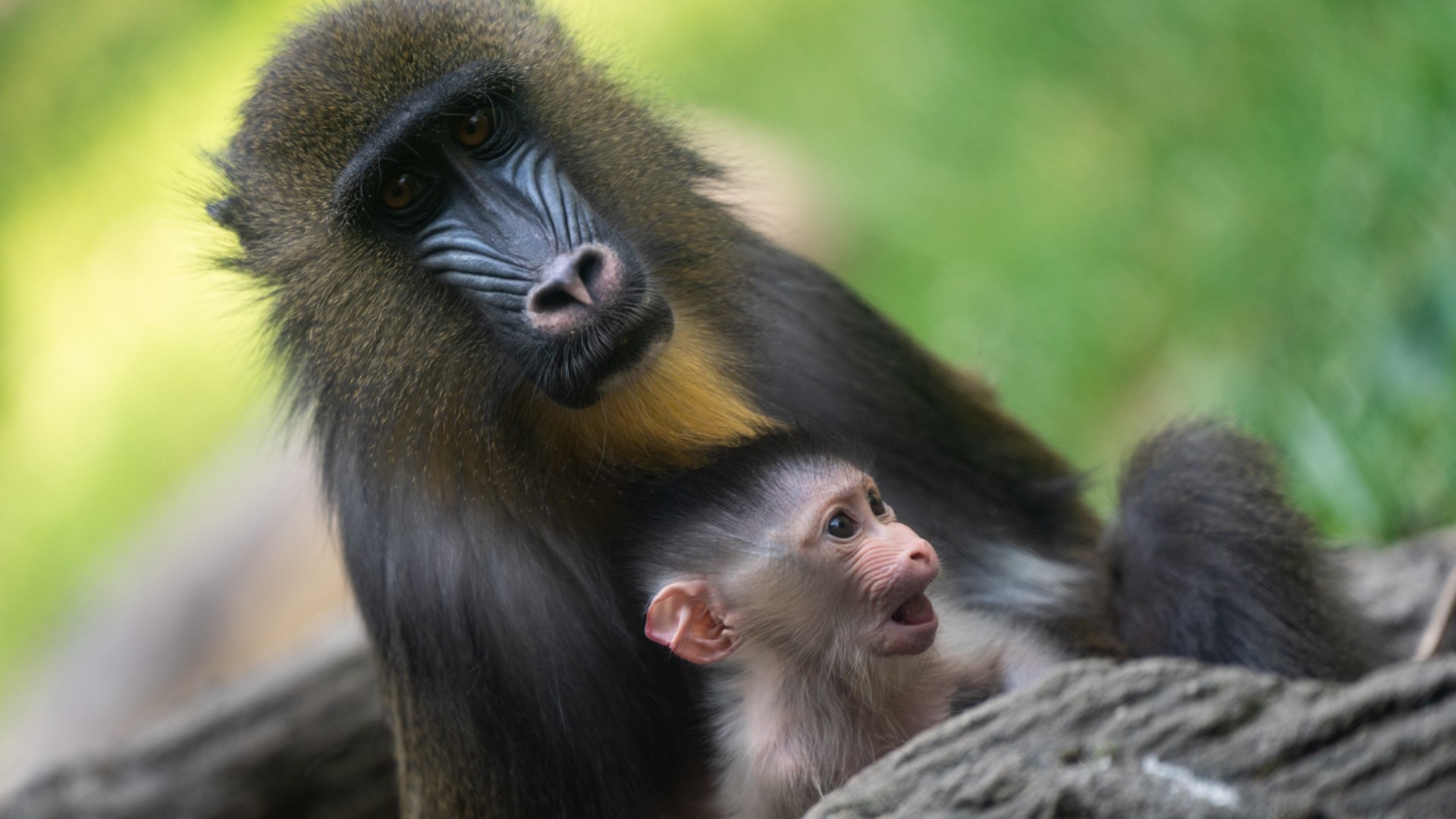 Columbus Zoo’s mandrill family welcomes new baby girl | 10tv.com
