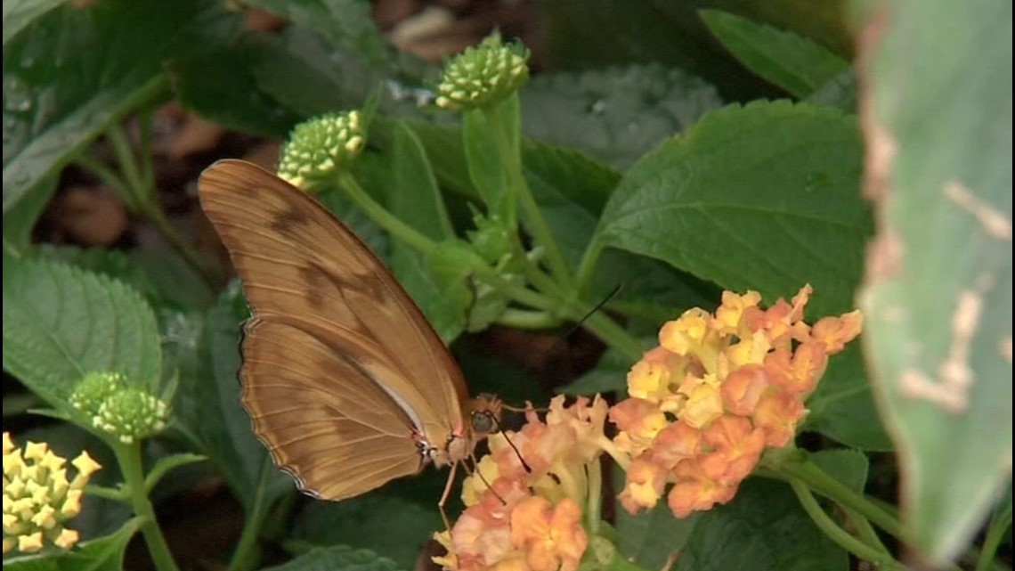 Learn about butterflies at the comfort of your home | 10tv.com