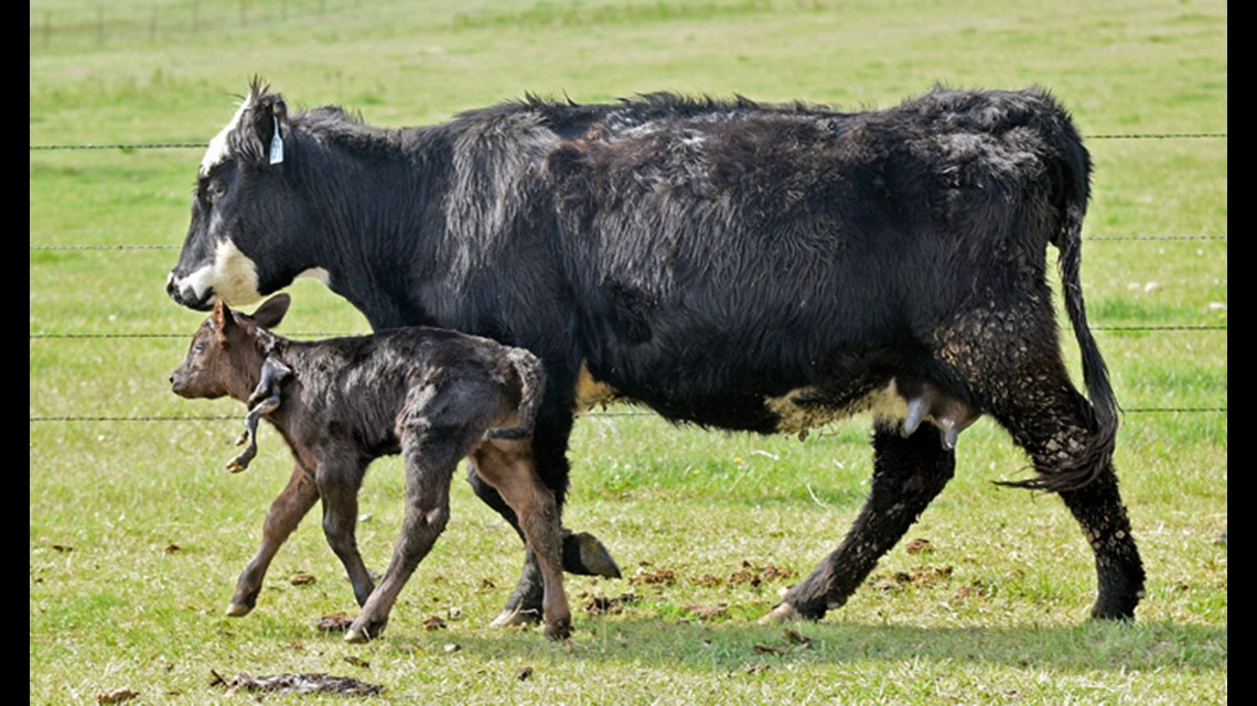 Calf born at North Dakota ranch has 2 extra limbs | 10tv.com