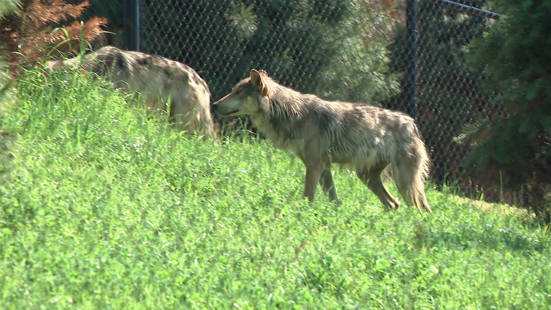 Columbus Zoo opens North America Trek exhibit | 10tv.com