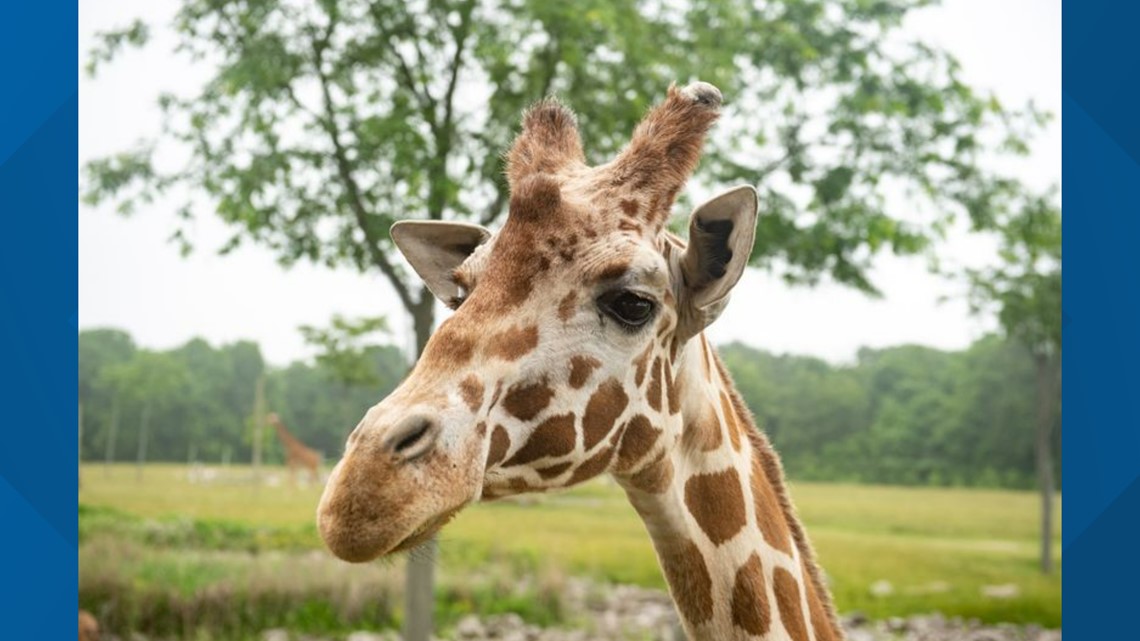 Giraffe dies at Columbus Zoo | 10tv.com