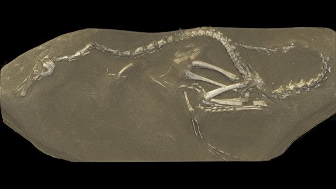 New dinosaur looks like odd mix of duck, croc, ostrich, swan | 10tv.com