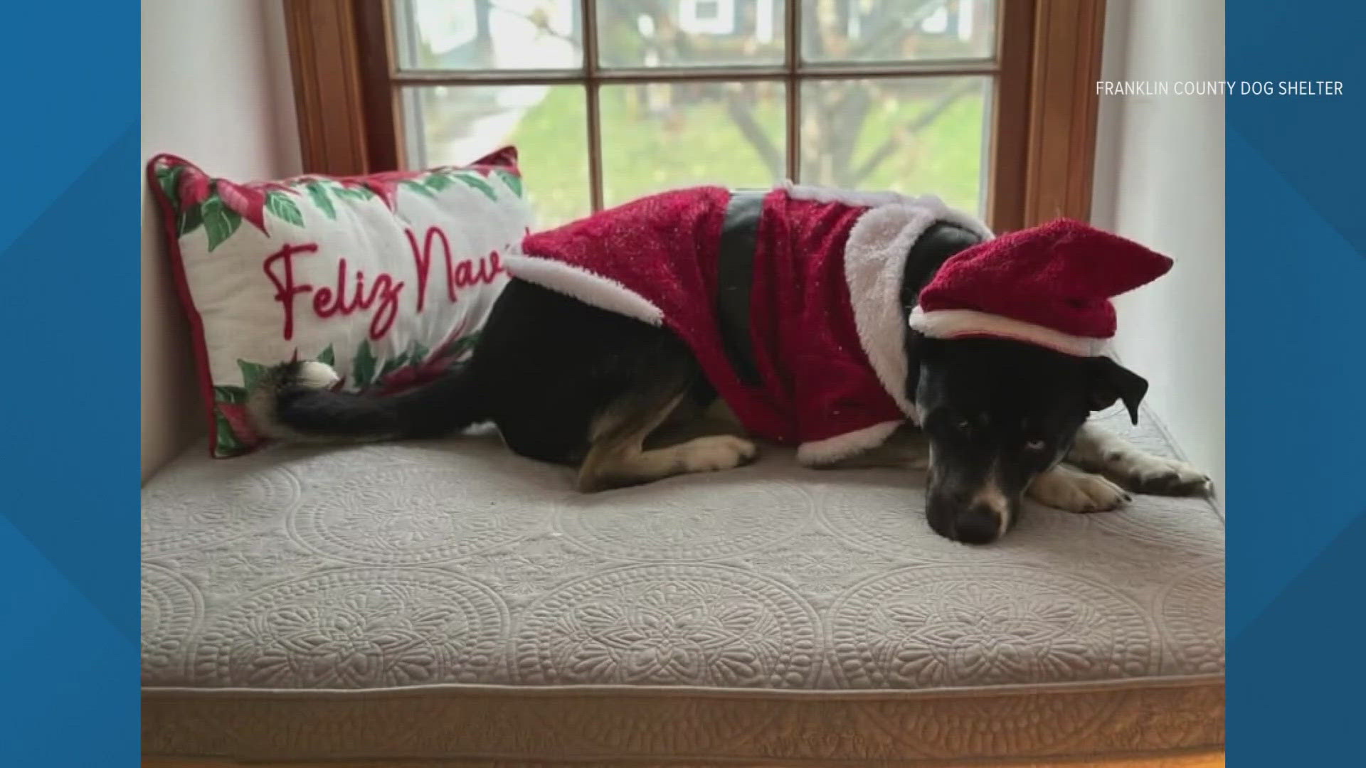 Franklin County Dog Shelter hosting spring sleepover this weekend ...