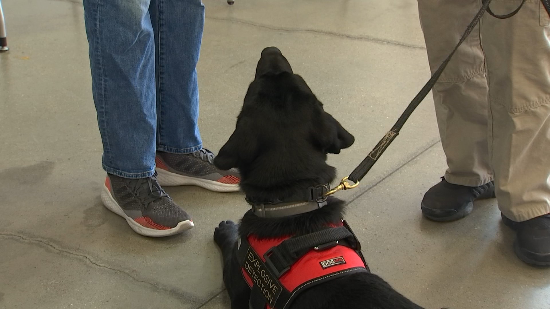 Columbus Division of Fire putting 2 new K-9s into service | 10tv.com