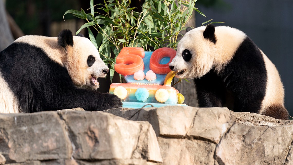 National Zoo's iconic panda celebrate 50th anniversary | 10tv.com