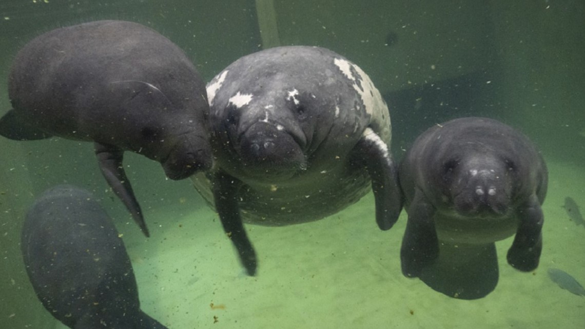 Columbus Zoo and Aquarium welcomes 4 rescued manatees | 10tv.com