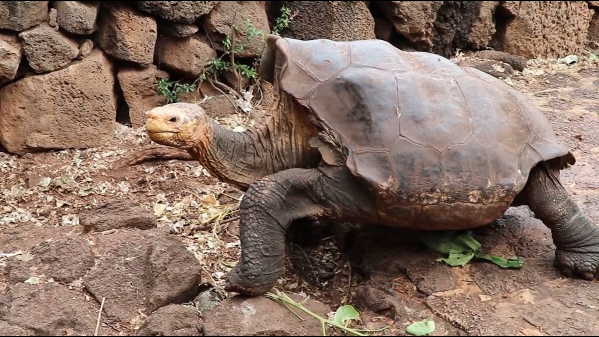 100-year-old tortoise, whose libido helped save his species, returning ...