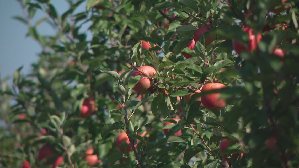 Apple theft threatens fall tradition at Lynd Fruit Farm | 10tv.com