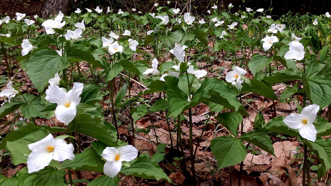 April is Native Plant Month in Ohio | 10tv.com