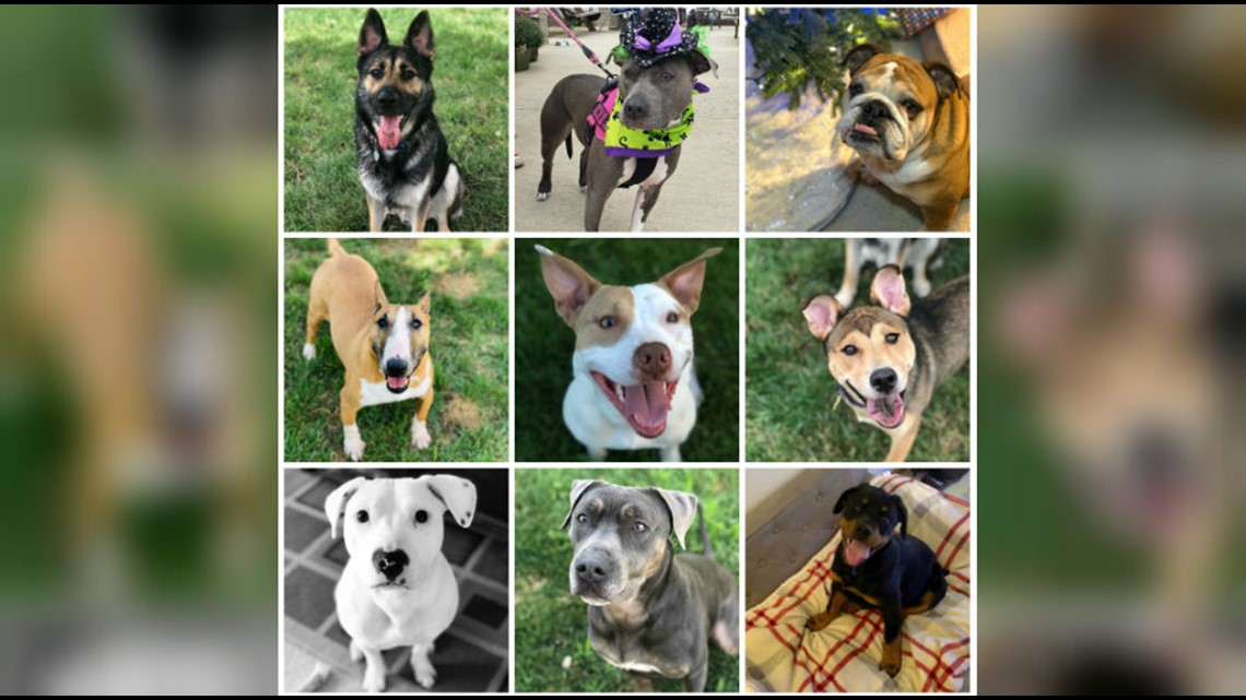 Dog rescue group steps up to help couple after fire kills 12 pets ...